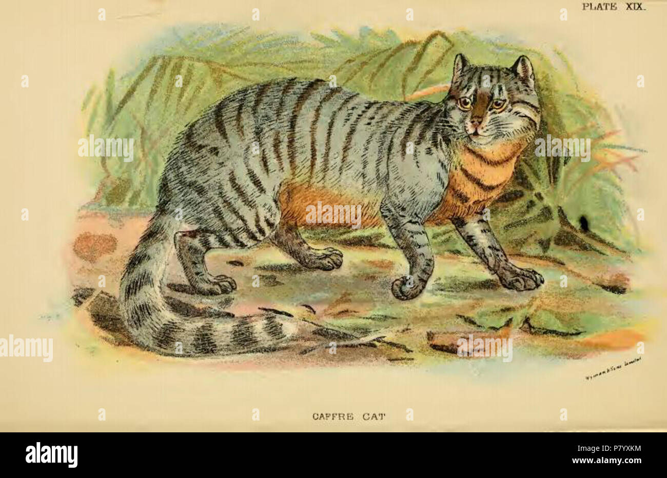 Felis caffra hi-res stock photography and images - Alamy