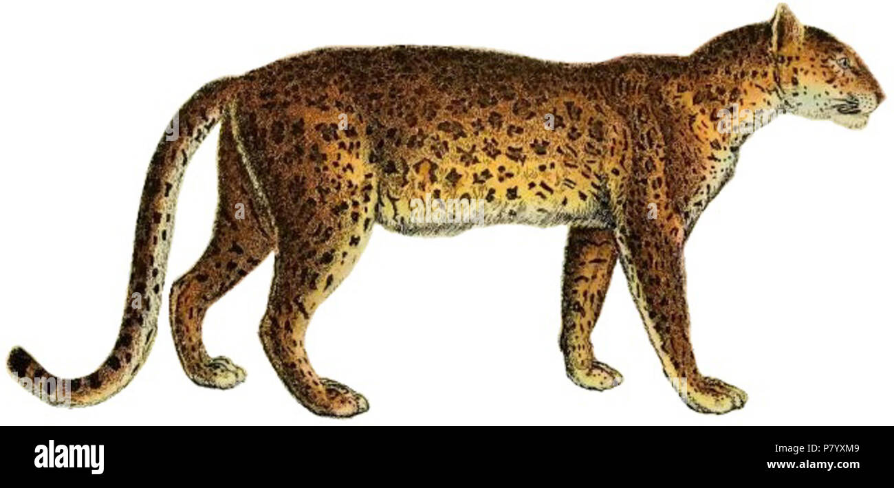 Leopard / Felis pardus . 1896 253 Lydekker - Leopard (white background ...