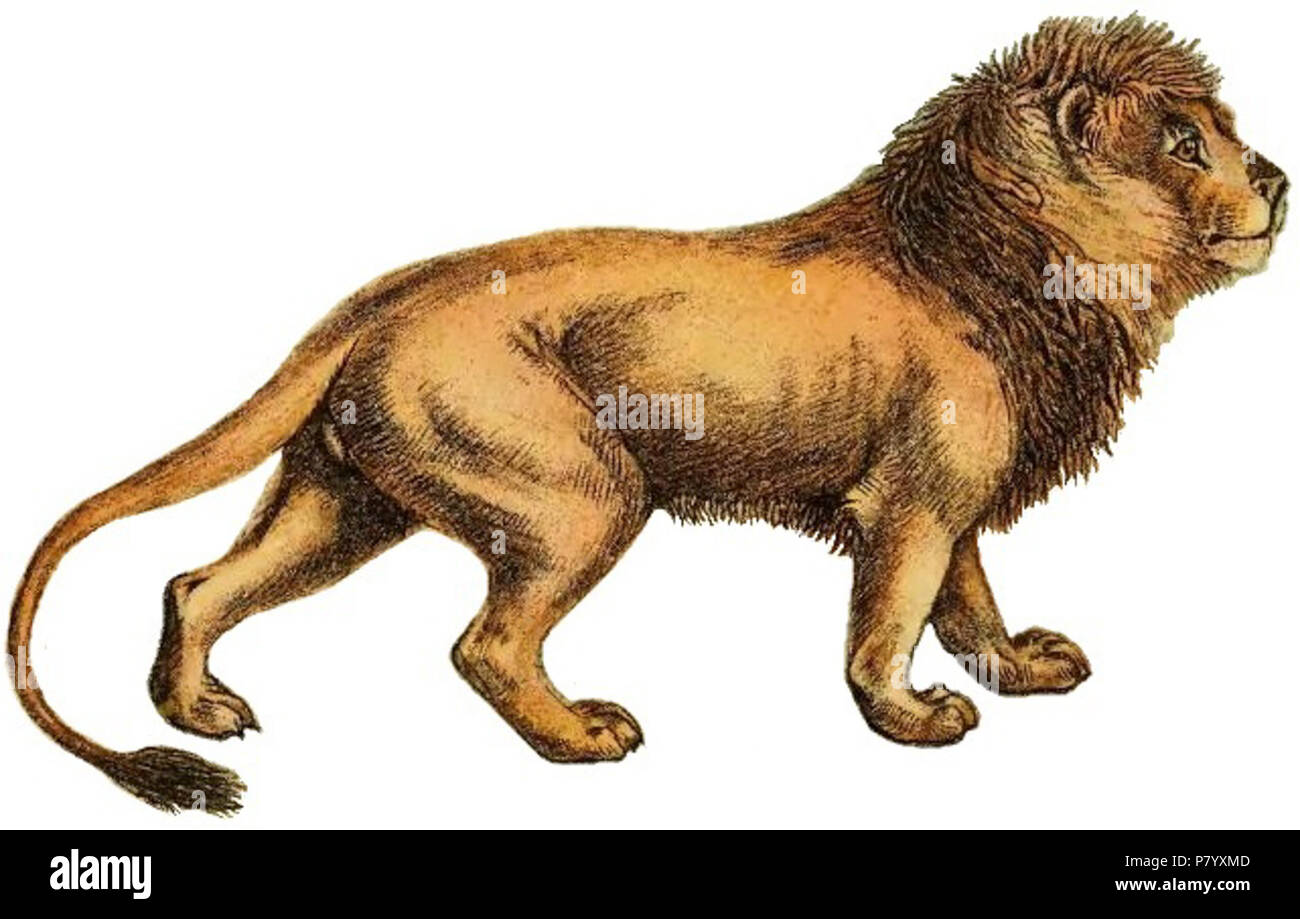 Felis leo lion hi-res stock photography and images - Alamy