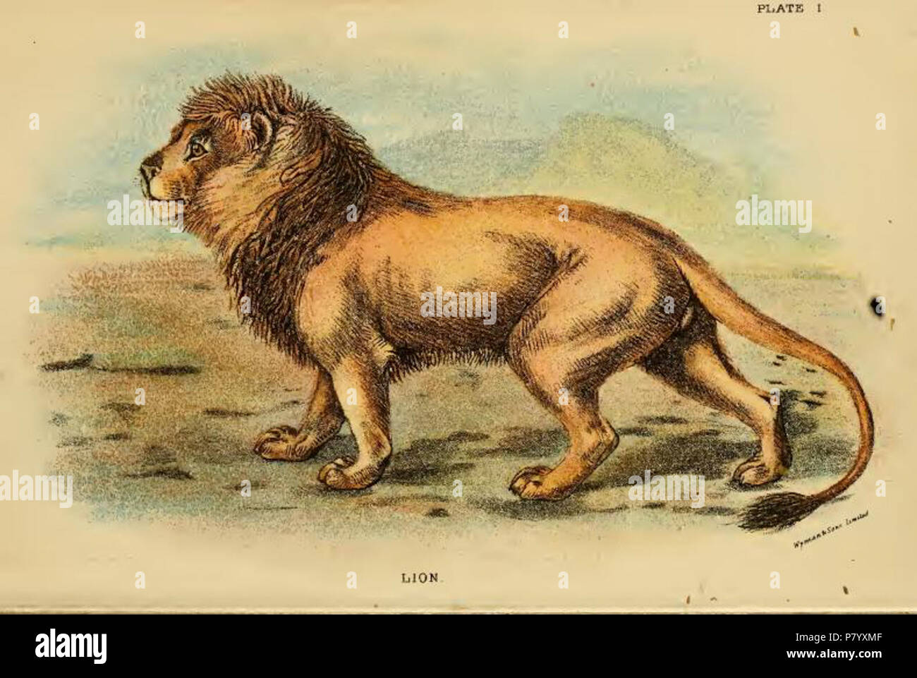 Felis leo lion hi-res stock photography and images - Alamy