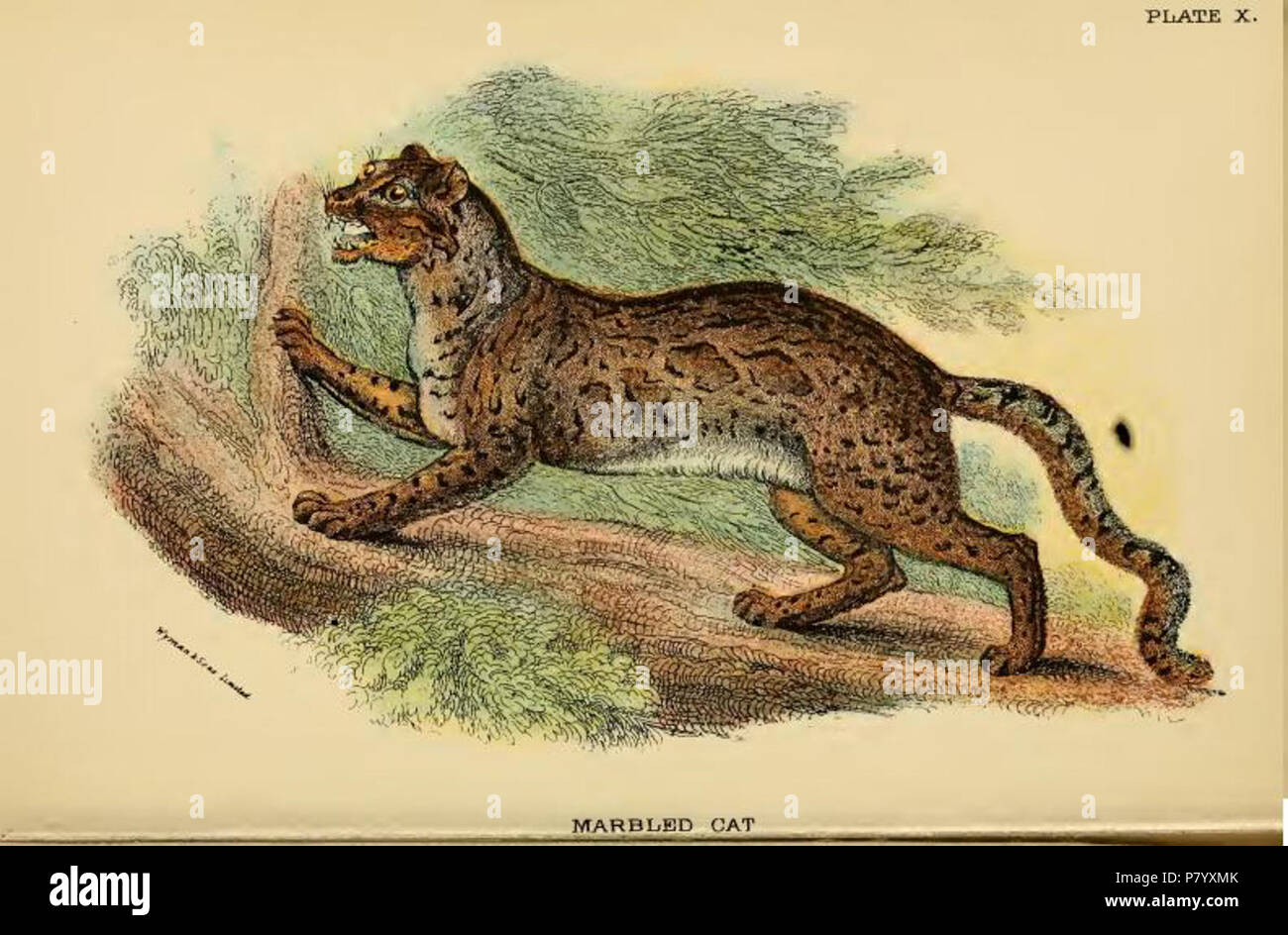 Marbled Cat / Felis marmorata . 1896 253 Lydekker - Marbled Cat Stock ...