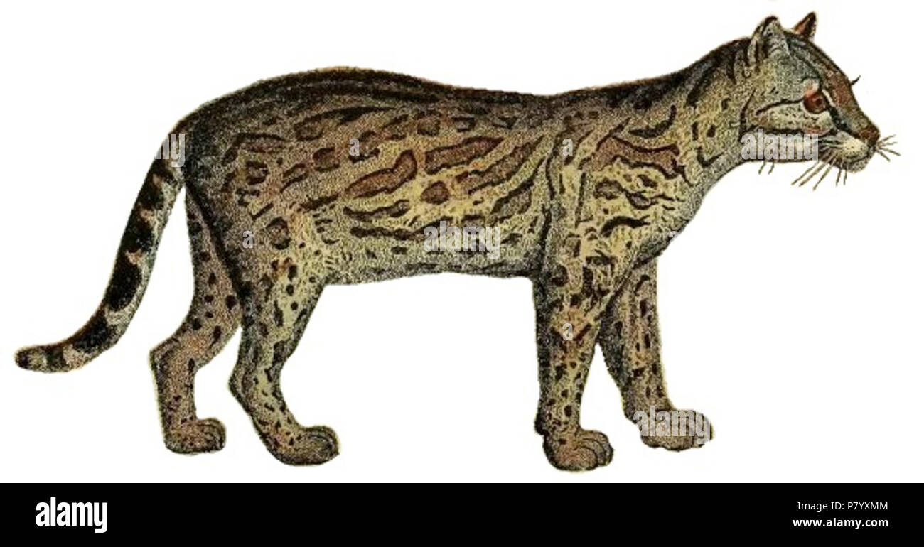 Ocelot pattern Cut Out Stock Images & Pictures - Alamy