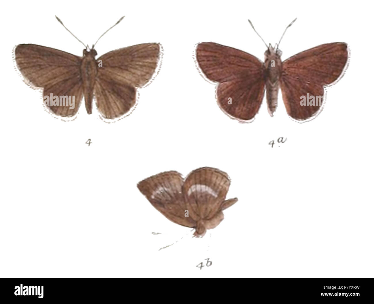 Fitch historical Cut Out Stock Images & Pictures - Alamy