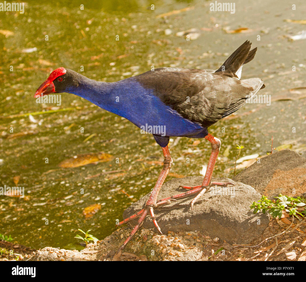 Huge feet hi-res stock photography and images - Alamy