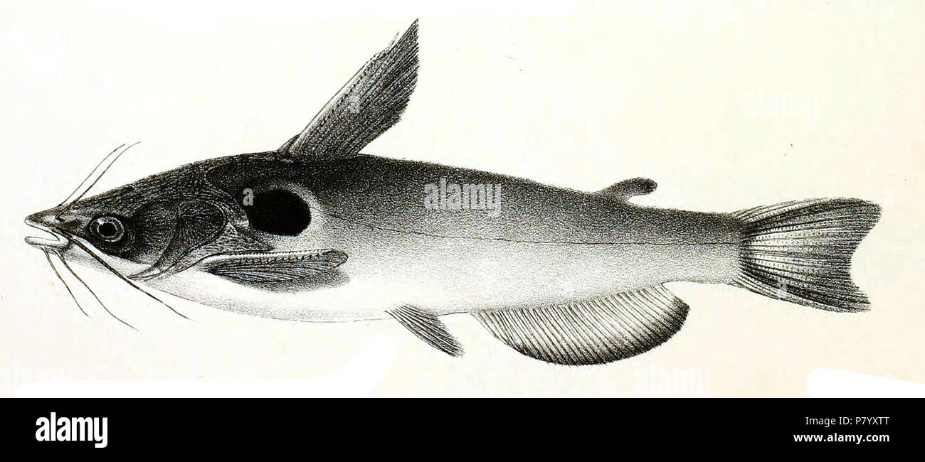 Horabagrus brachysoma syn. Macrones chryseus The species names ...