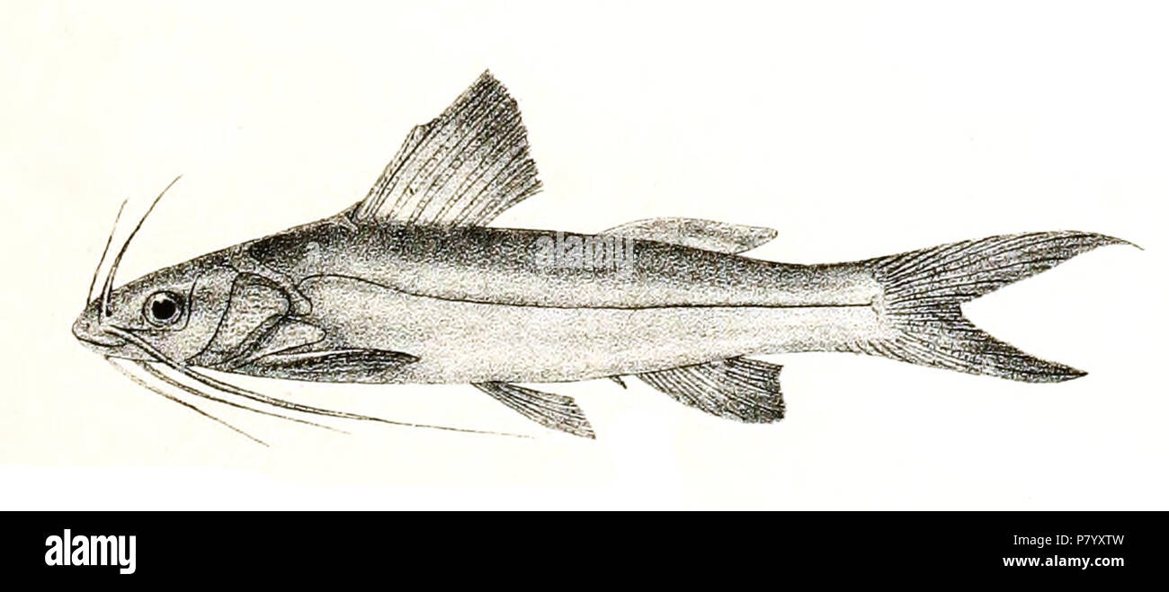 Mystus keletius hi-res stock photography and images - Alamy