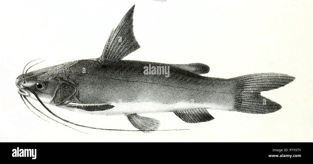 Macrones gulio hi-res stock photography and images - Alamy