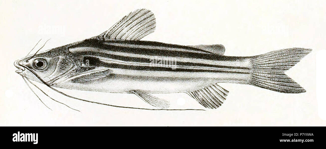 1794 fishes hi-res stock photography and images - Alamy