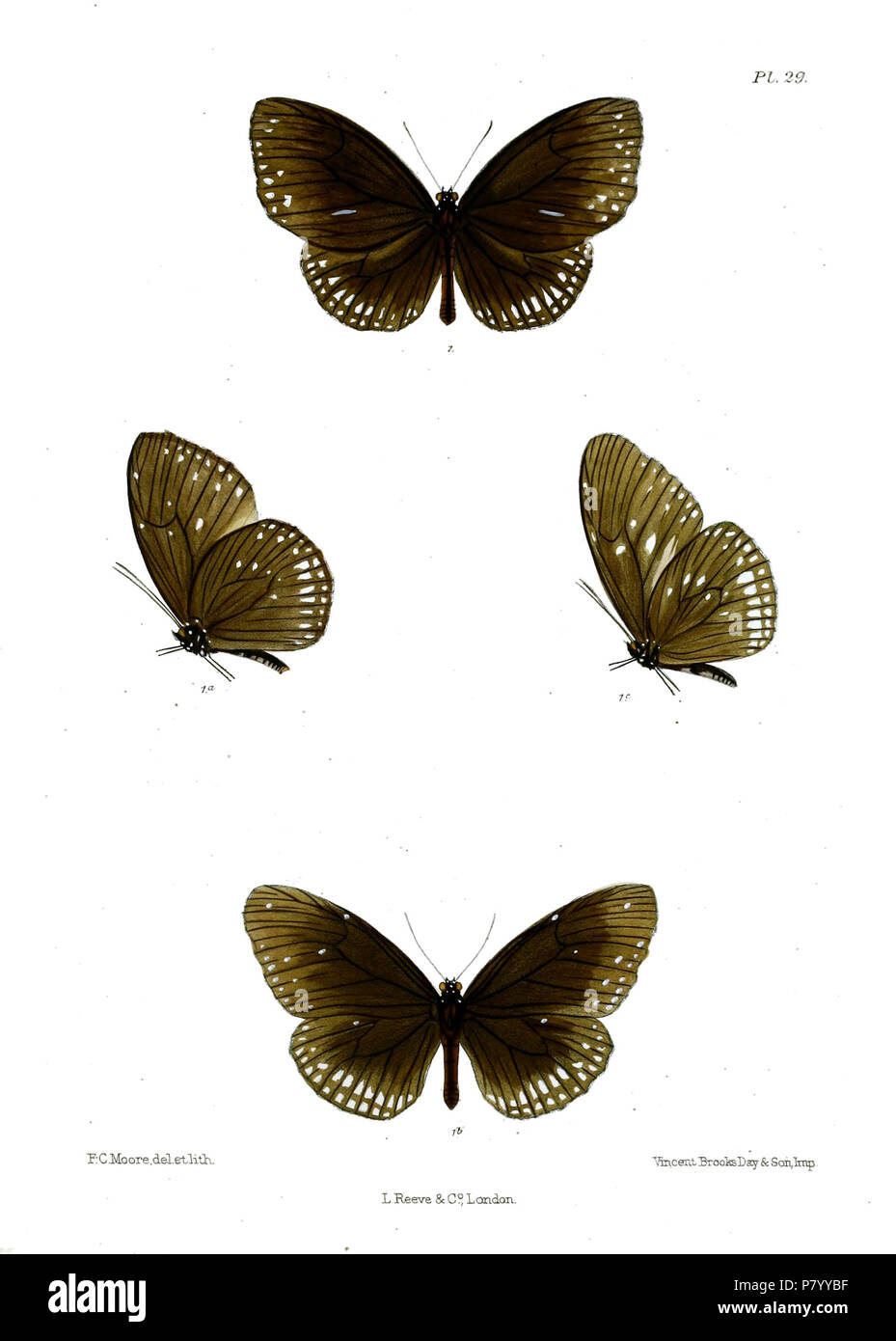 Core species Cut Out Stock Images & Pictures - Alamy