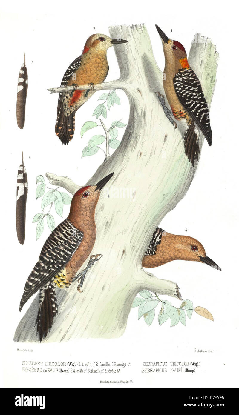 Woodpecker plates from the work of Alfred Malherbe (14 July 1804 – 14 ...