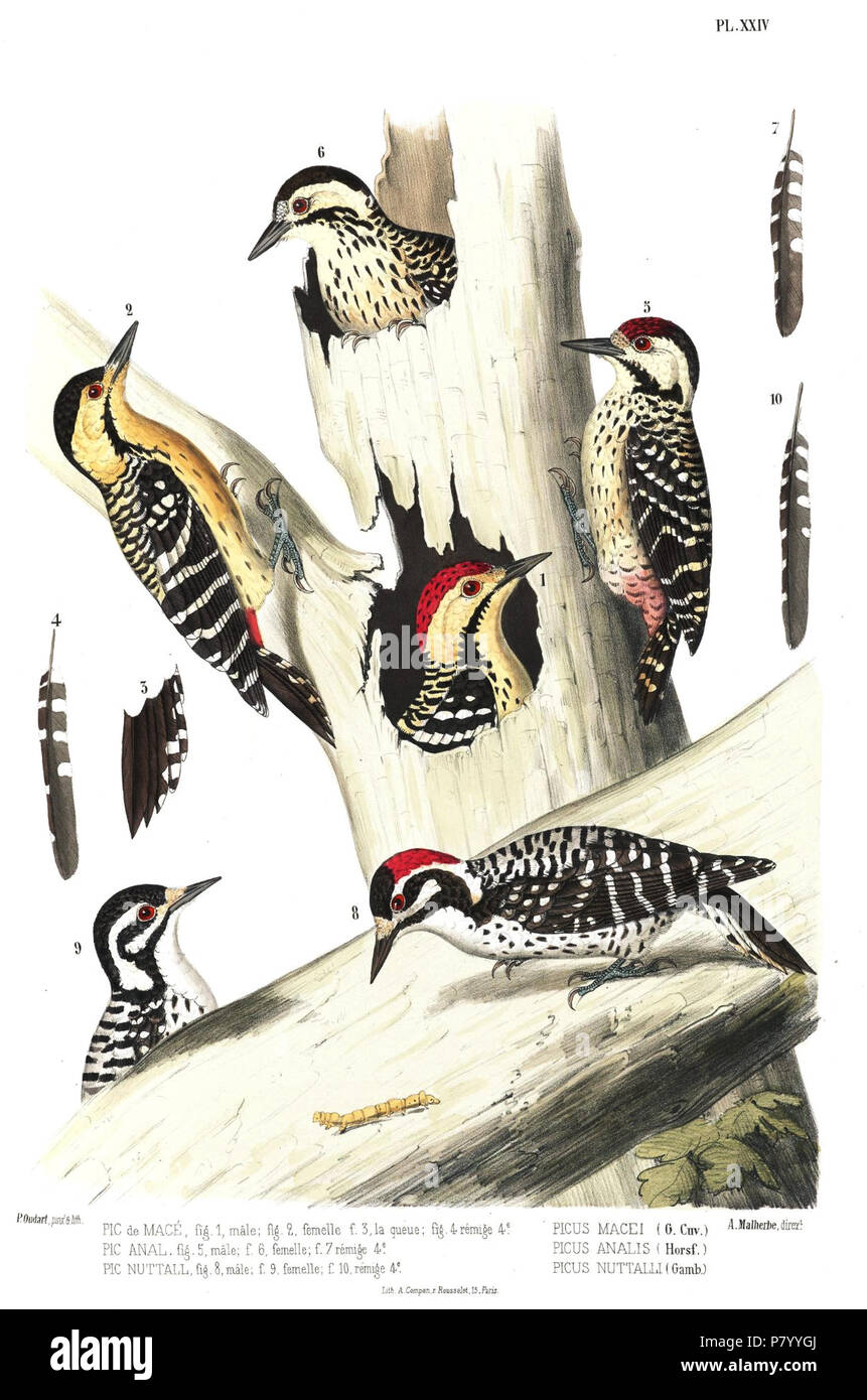Woodpecker plates from the work of Alfred Malherbe (14 July 1804 – 14 ...
