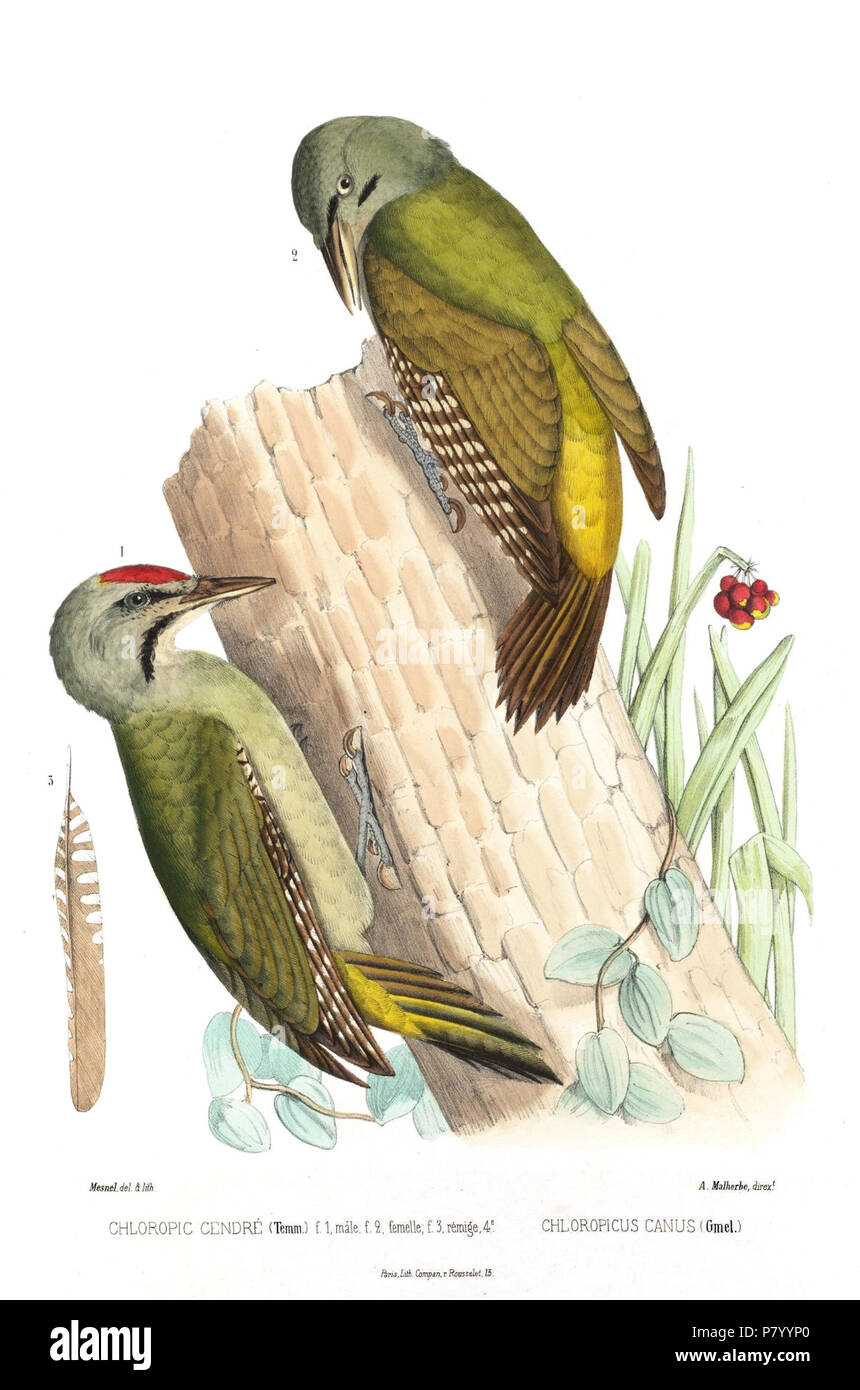 Woodpecker plates from the work of Alfred Malherbe (14 July 1804 – 14 ...