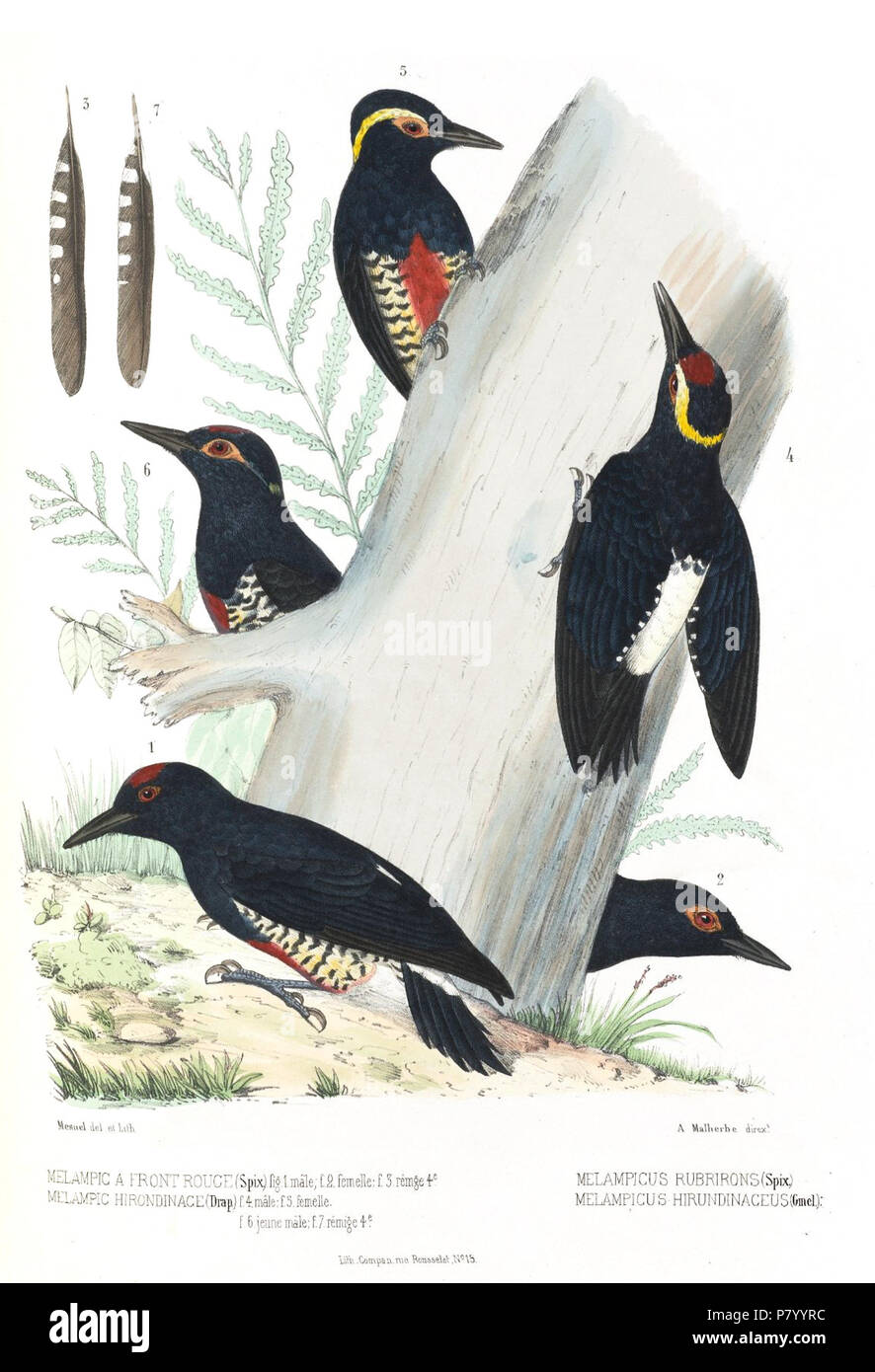 Woodpecker plates from the work of Alfred Malherbe (14 July 1804 – 14 ...