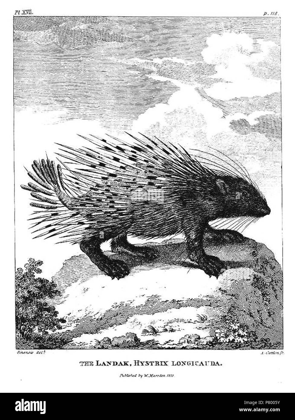 Deutsch: William Marsden: The History of Sumatra. Tafel XVII: Landak ...