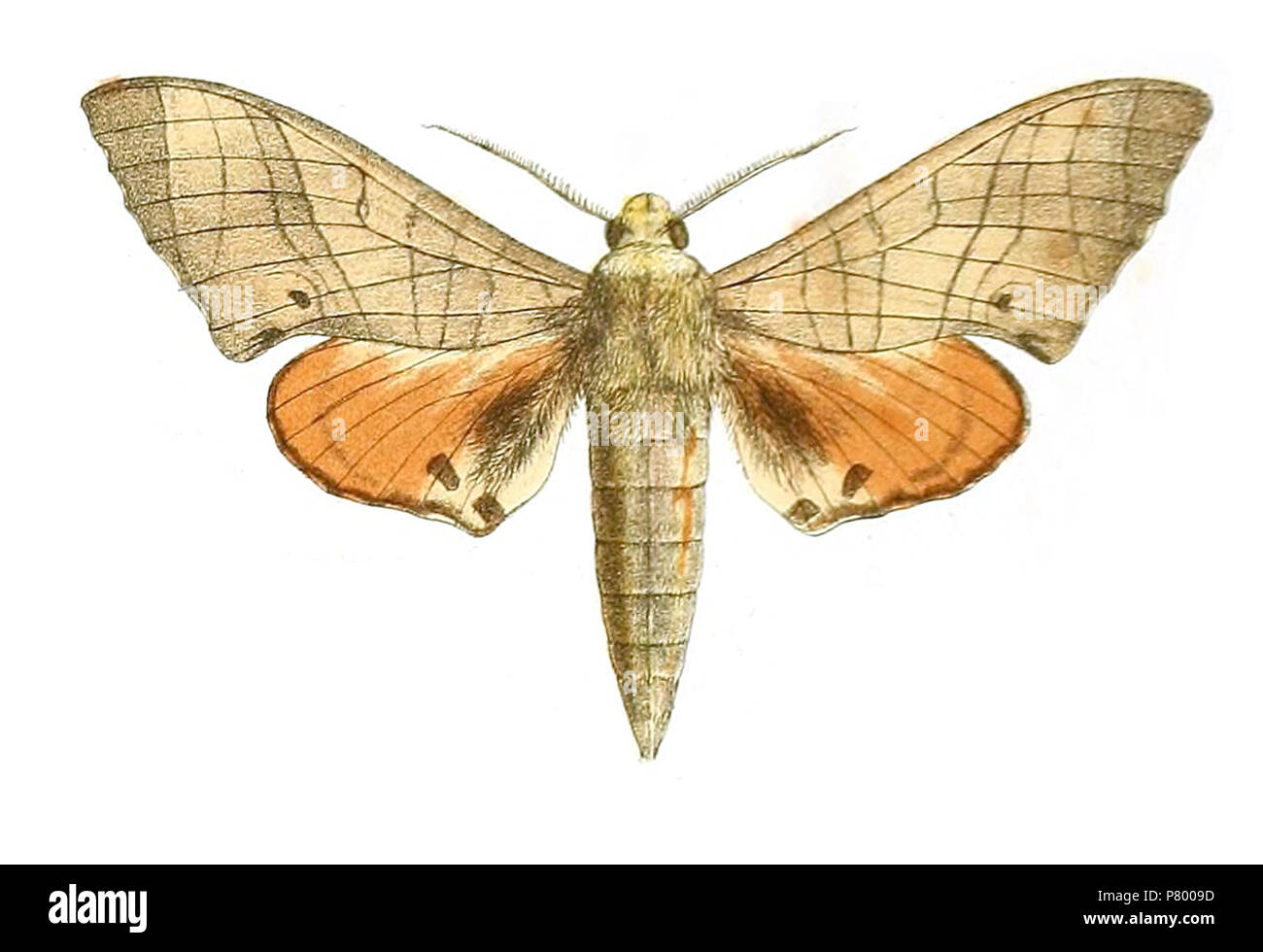 Dyras hi-res stock photography and images - Alamy