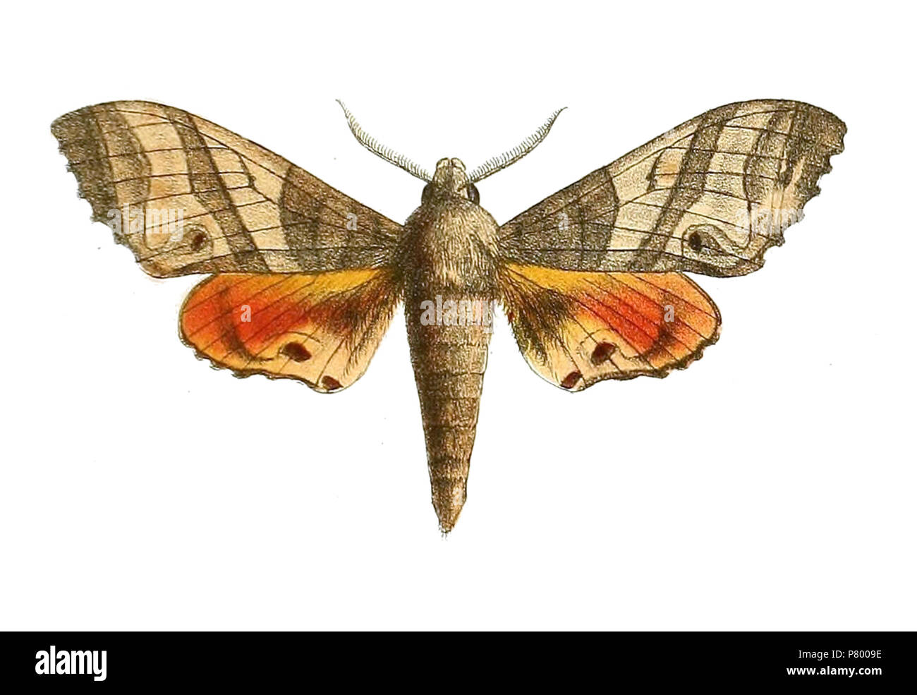 Marumba hi-res stock photography and images - Alamy