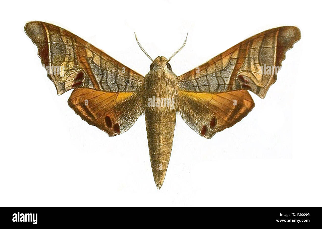 Marumba hi-res stock photography and images - Alamy