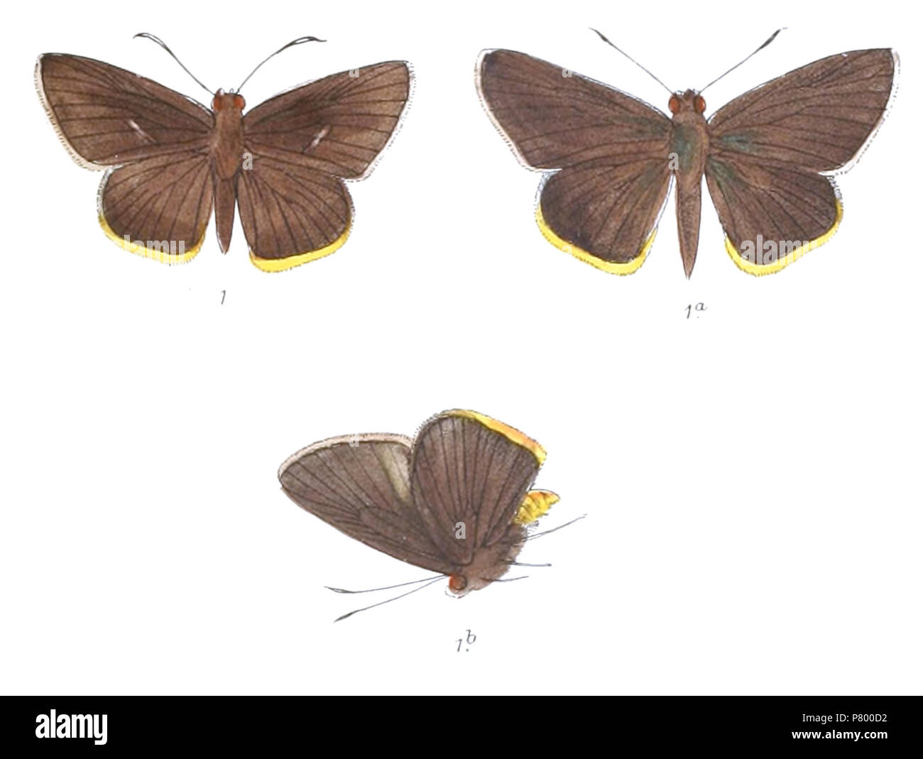 798 Cut Out Stock Images & Pictures - Alamy