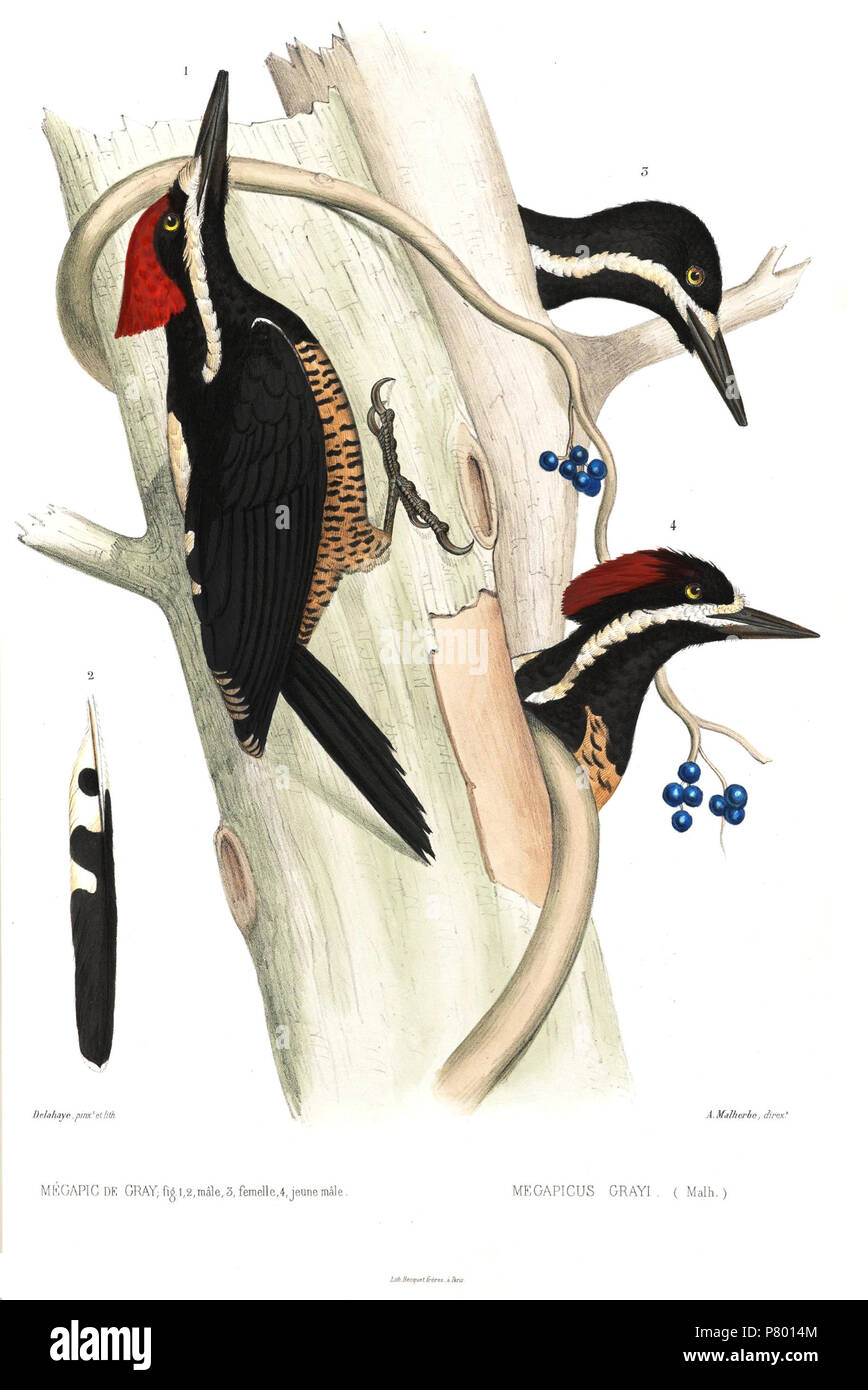 Woodpecker plates from the work of Alfred Malherbe (14 July 1804 – 14 ...