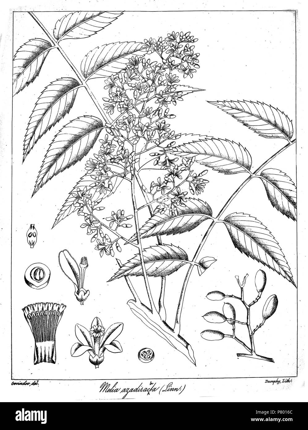 Neem Tree Sketch Drawing
