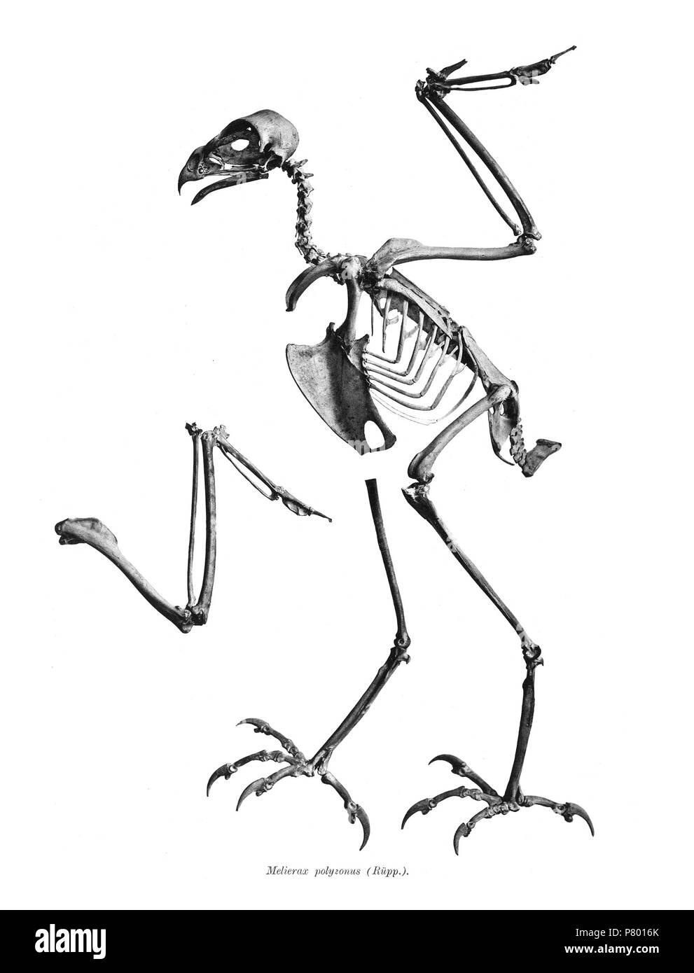 Bird skeletons hi-res stock photography and images - Alamy