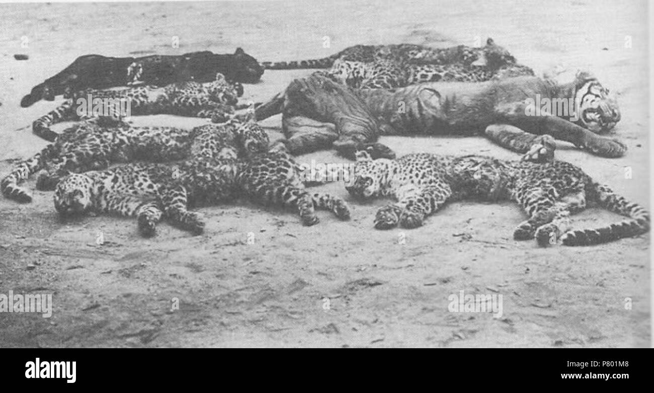 Javan tiger hi-res stock photography and images - Alamy