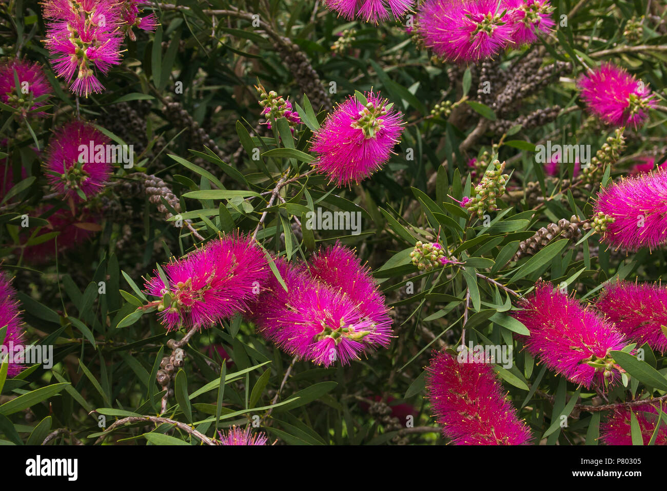 Pink callistemon flowers in the tropical garden Stock Photo - Alamy