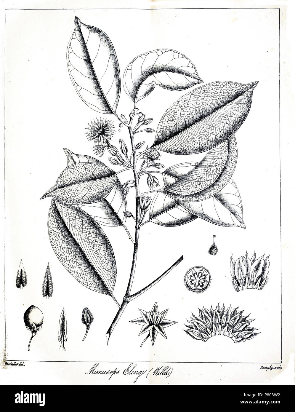 Mimusops hi-res stock photography and images - Alamy