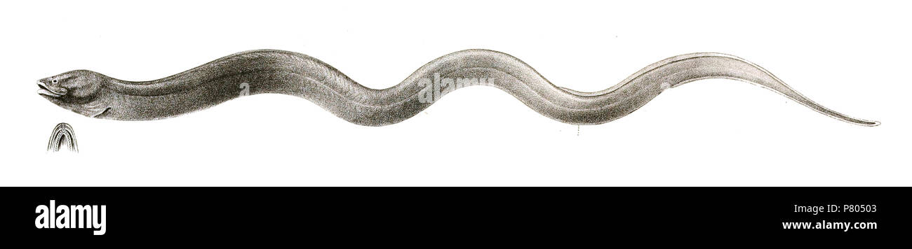 Monopterus albus hi-res stock photography and images - Alamy