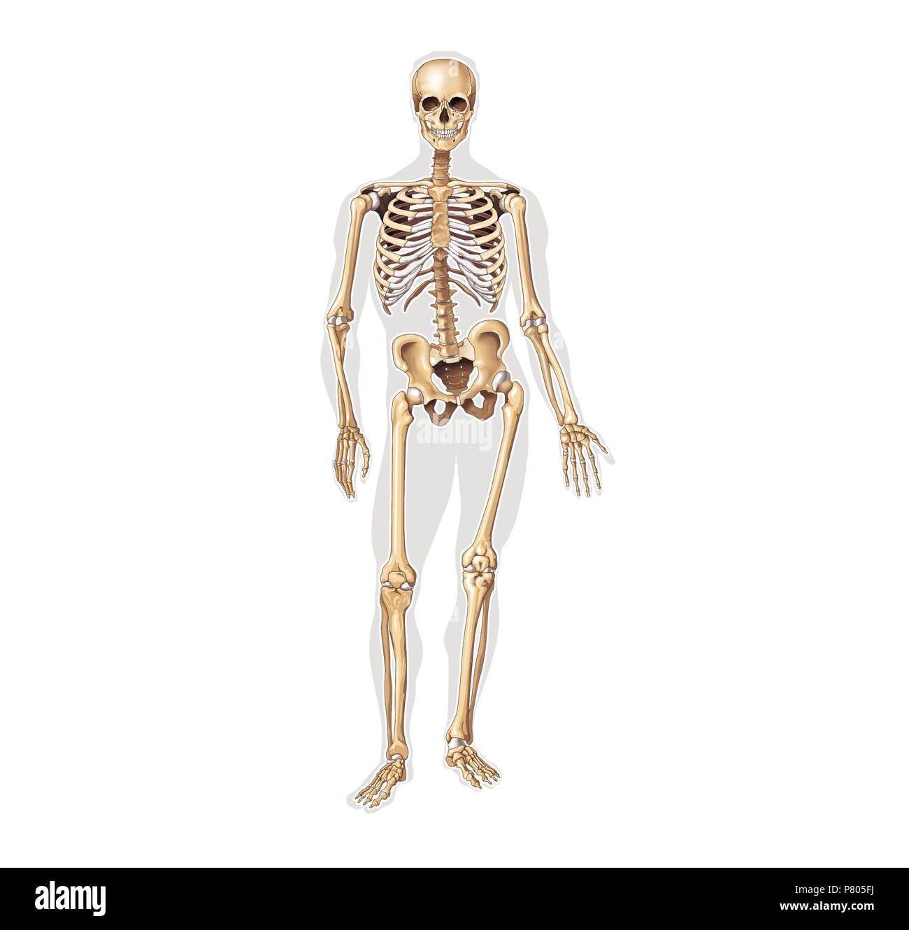Ulna anterior view hi-res stock photography and images - Alamy