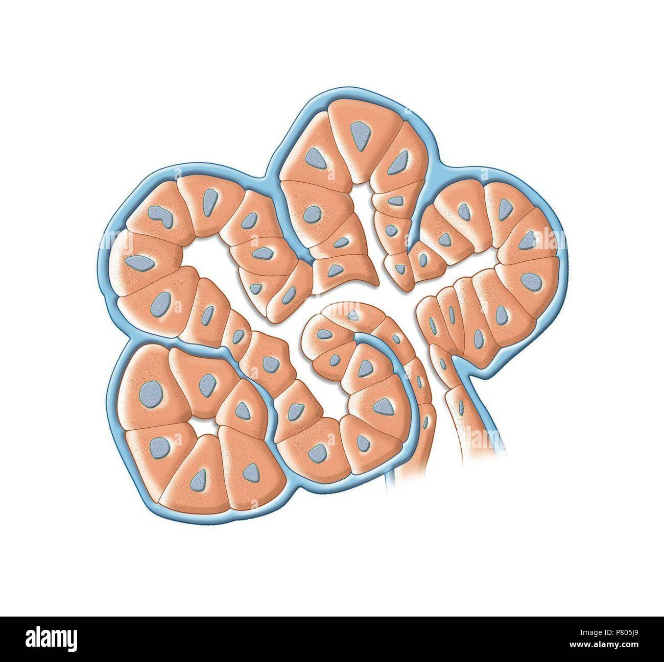 pulmonary alveoli (structure Stock Photo - Alamy