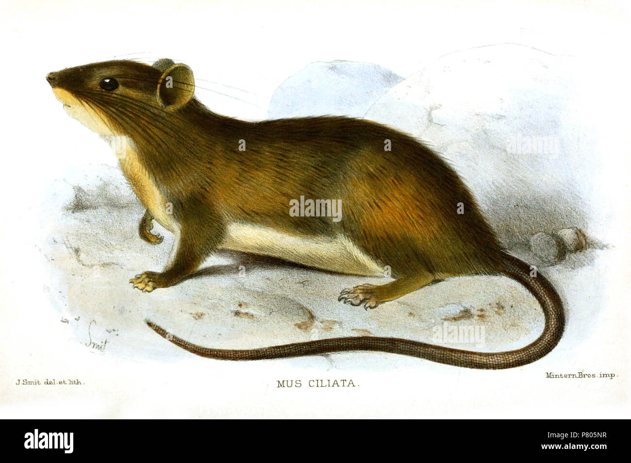 Ciliata Cut Out Stock Images & Pictures - Alamy