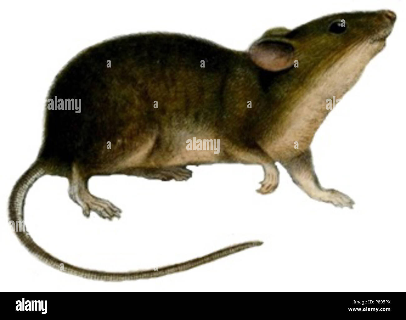 Mus musculus muralis . 1899 280 MusMuralisSmit white background Stock ...