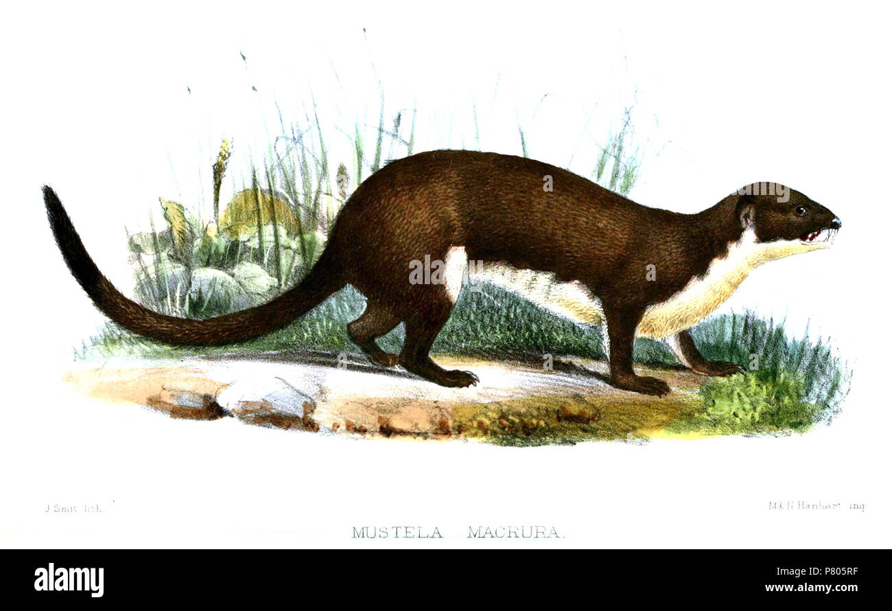 Macrura hi-res stock photography and images - Alamy