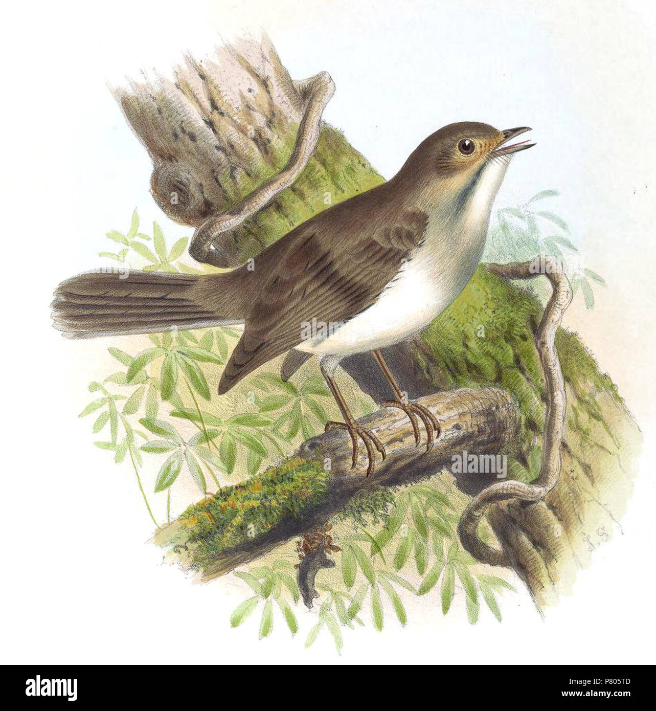 Myiadestes elizabethae=Myadestes elisabeth . 1869 280 ...