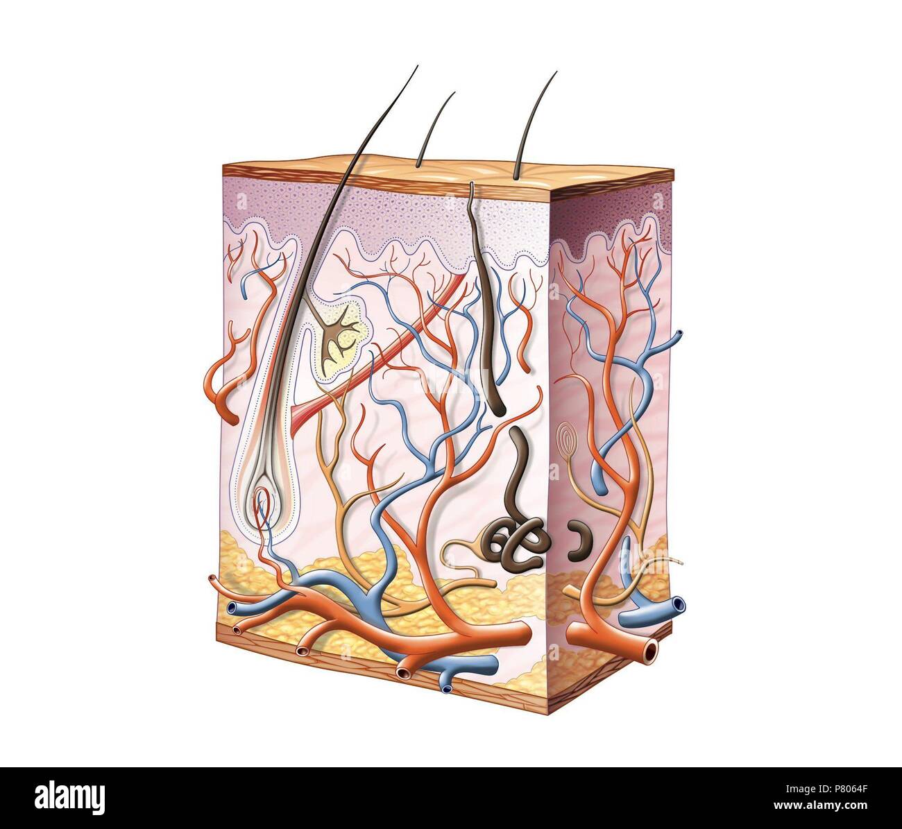 Schematic representation of a skin cut Stock Photo - Alamy