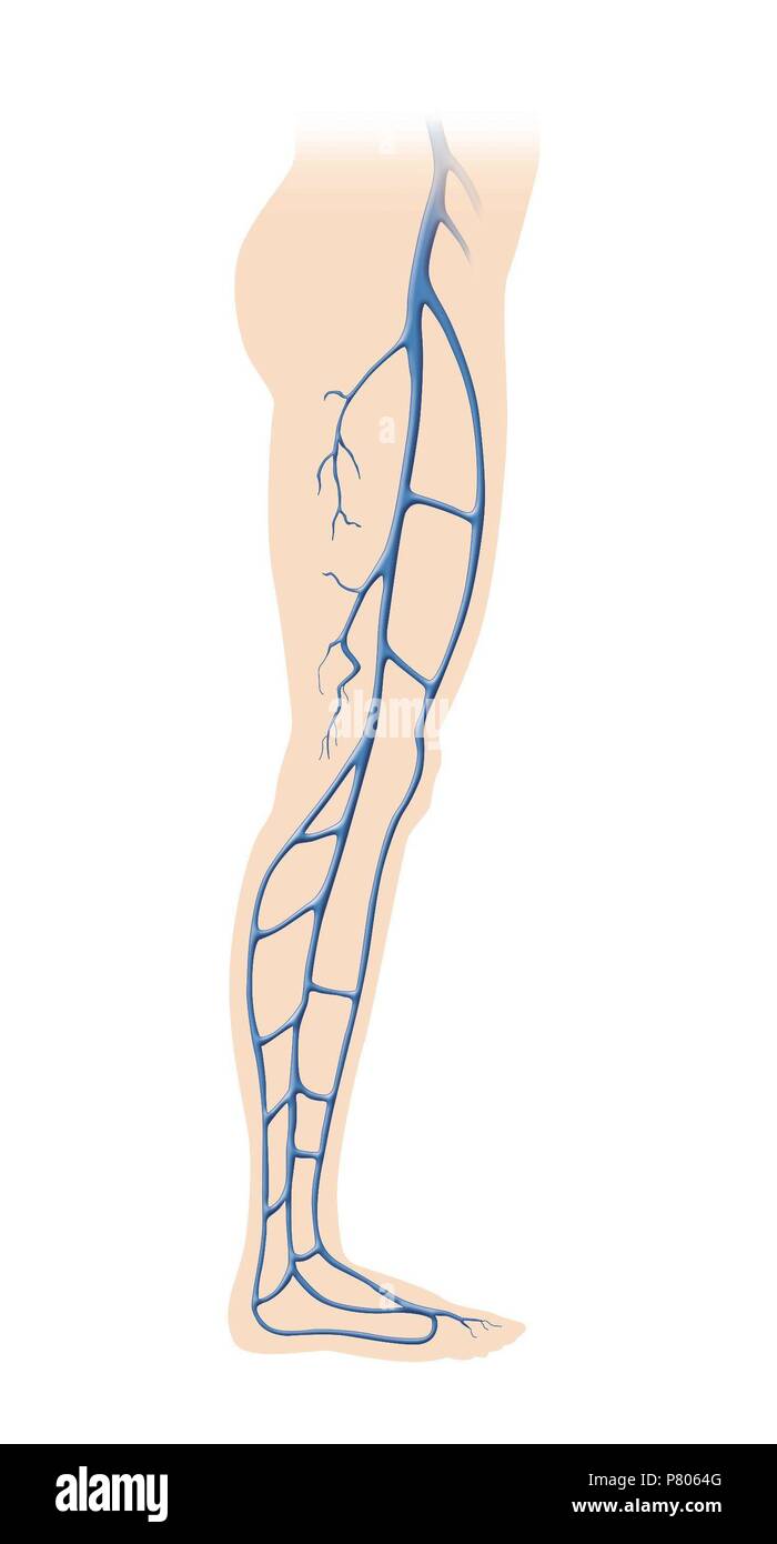 Venous circulation of the lower limbs Stock Photo - Alamy
