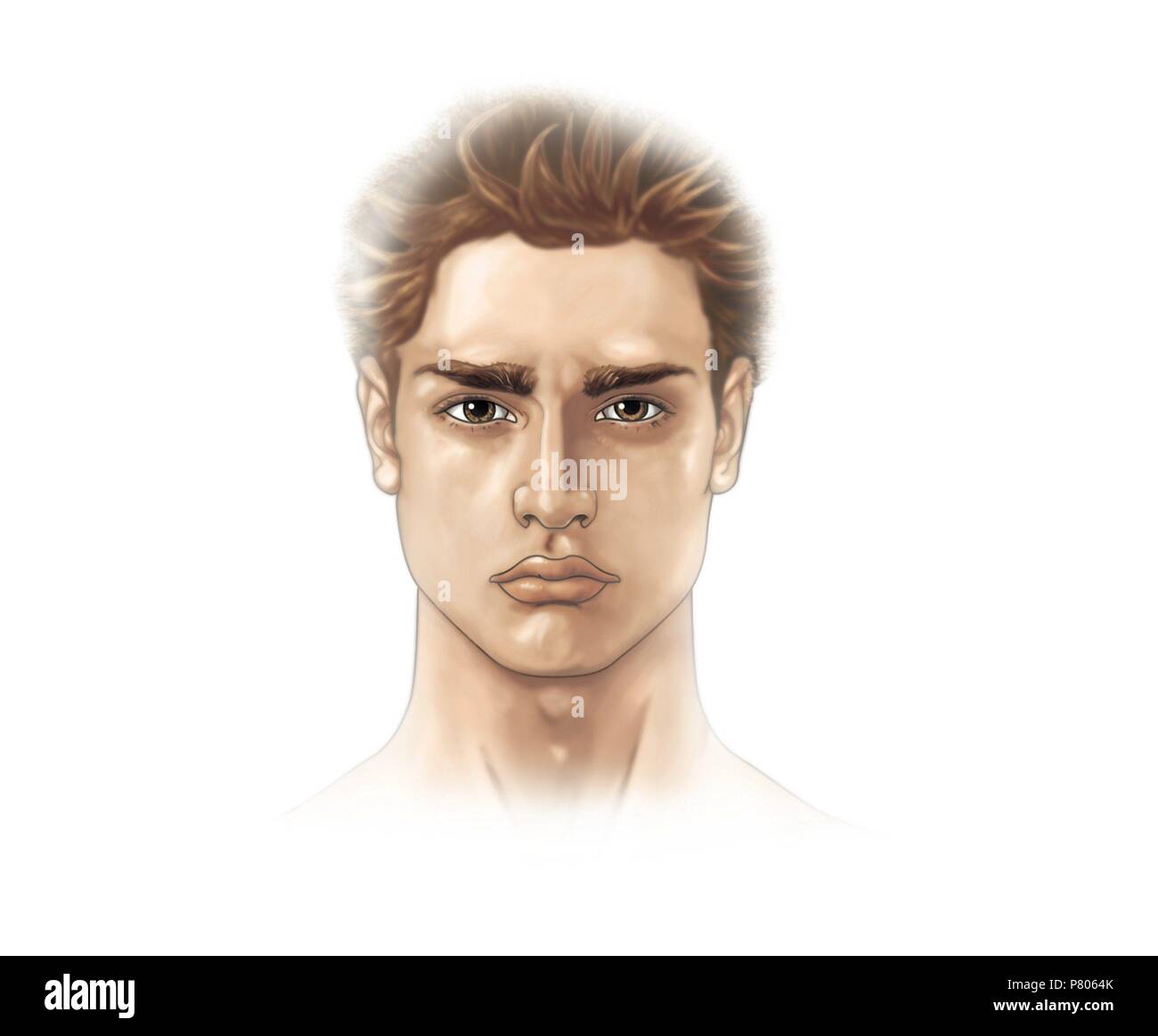 Human gross anatomy Cut Out Stock Images & Pictures - Alamy