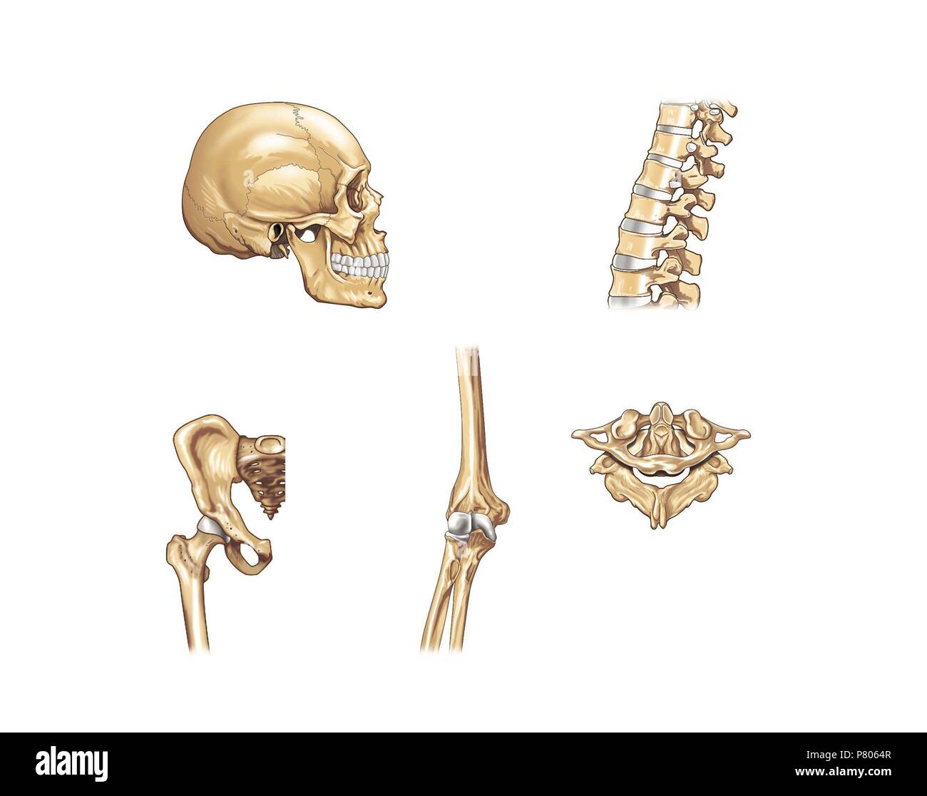 Types of joints Cut Out Stock Images & Pictures - Alamy