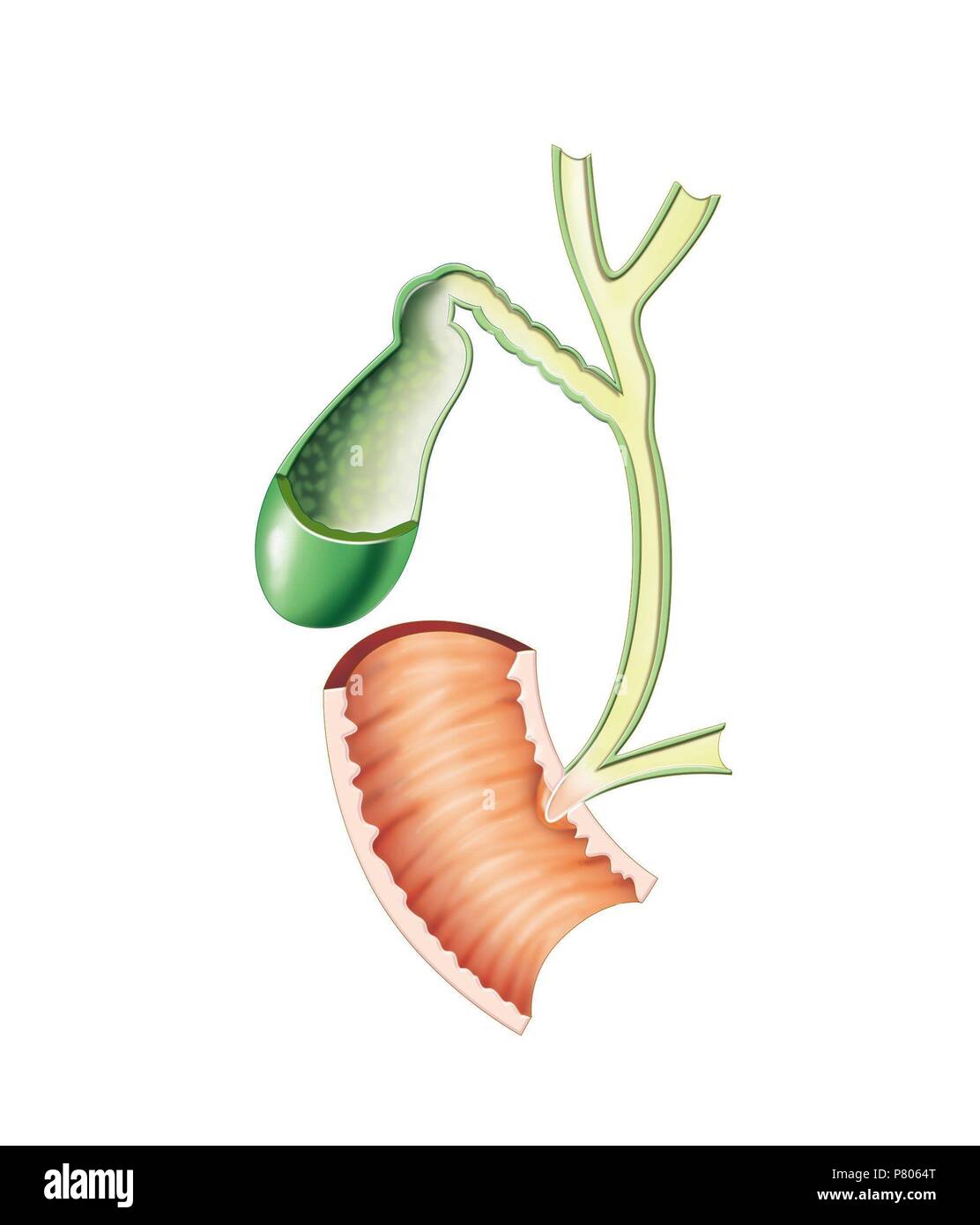 Biliary tract hi-res stock photography and images - Alamy