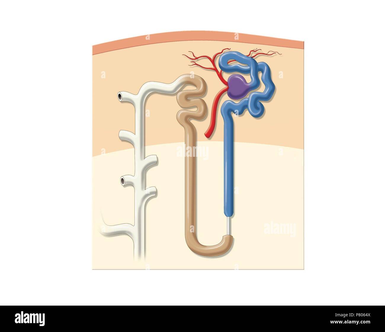Parts of the nephron Stock Photo - Alamy
