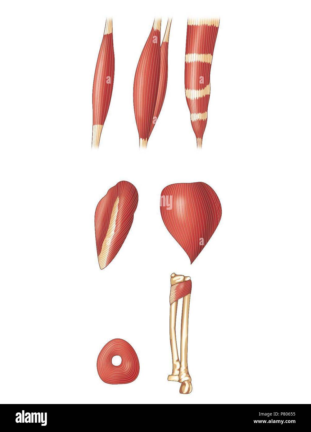 Types of muscles Stock Photo - Alamy