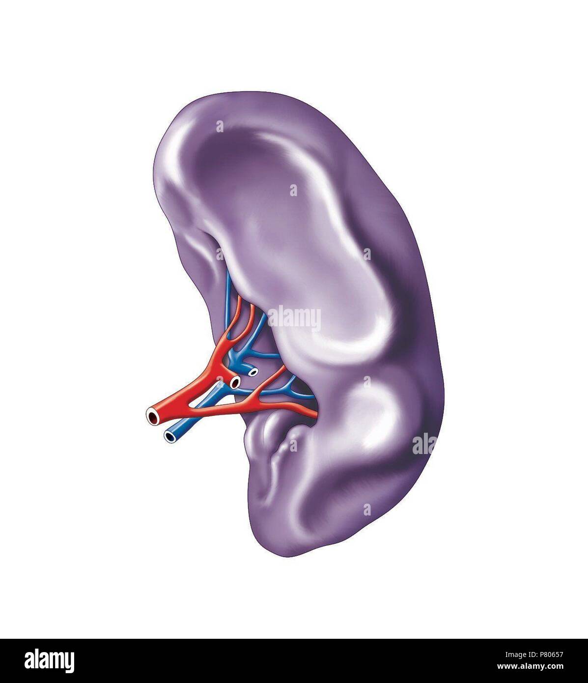 Spleen illustration Cut Out Stock Images & Pictures - Alamy