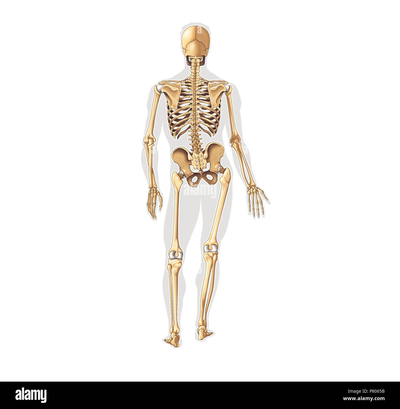Skeleton, posterior view Stock Photo - Alamy