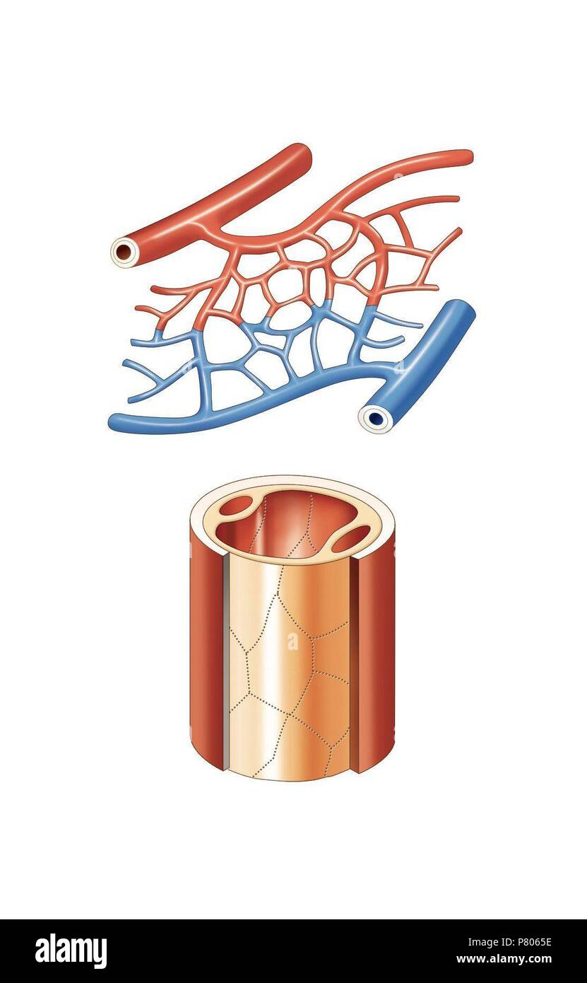 Metarteriola hi-res stock photography and images - Alamy