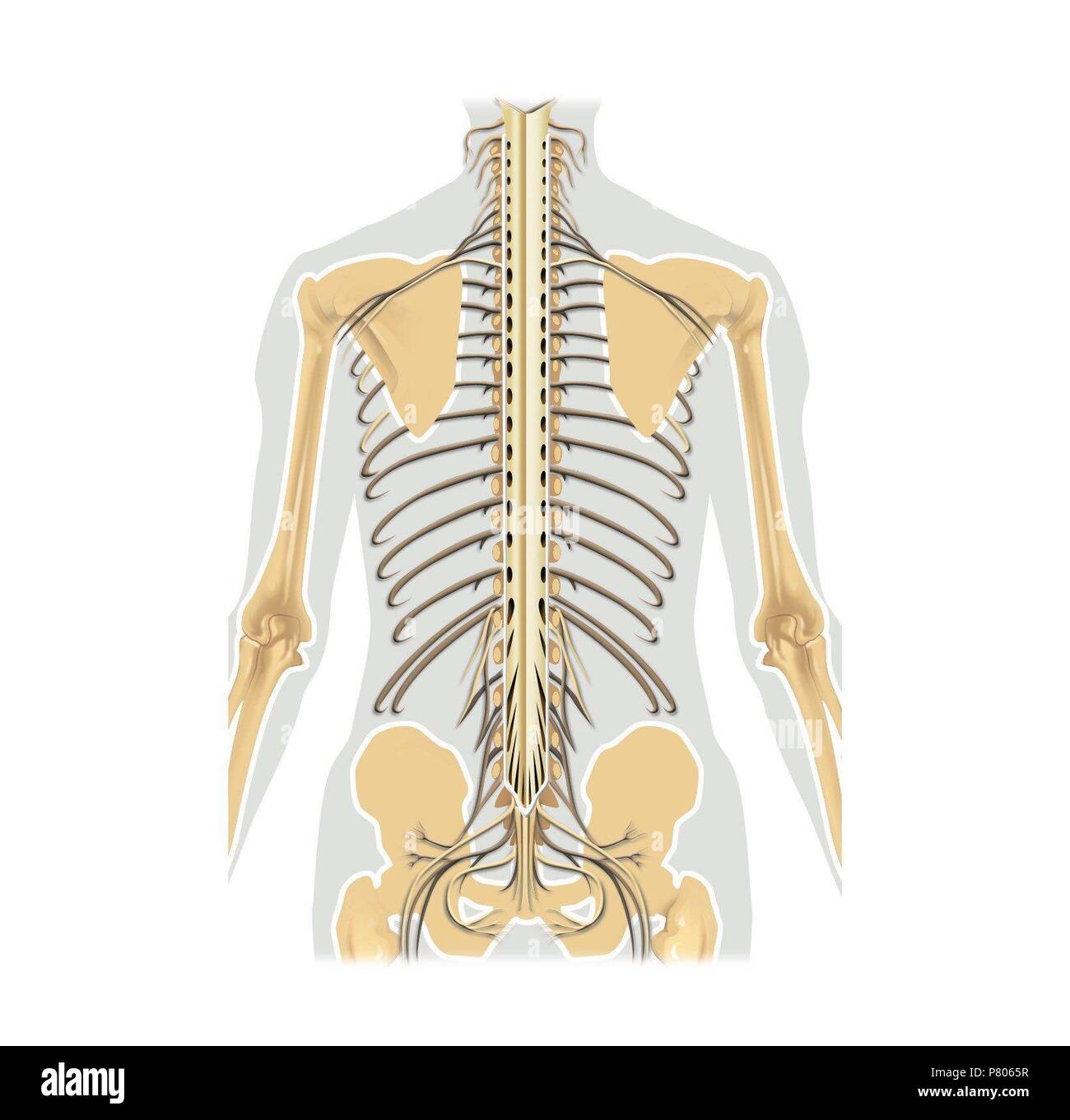 Peripheral nervous system Stock Photo - Alamy