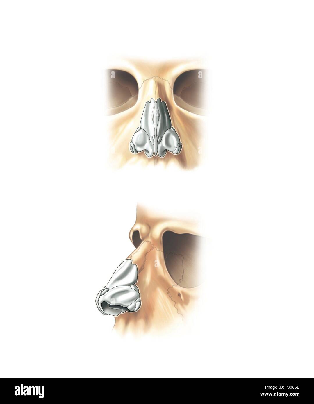 Nasal cartilage hi-res stock photography and images - Alamy