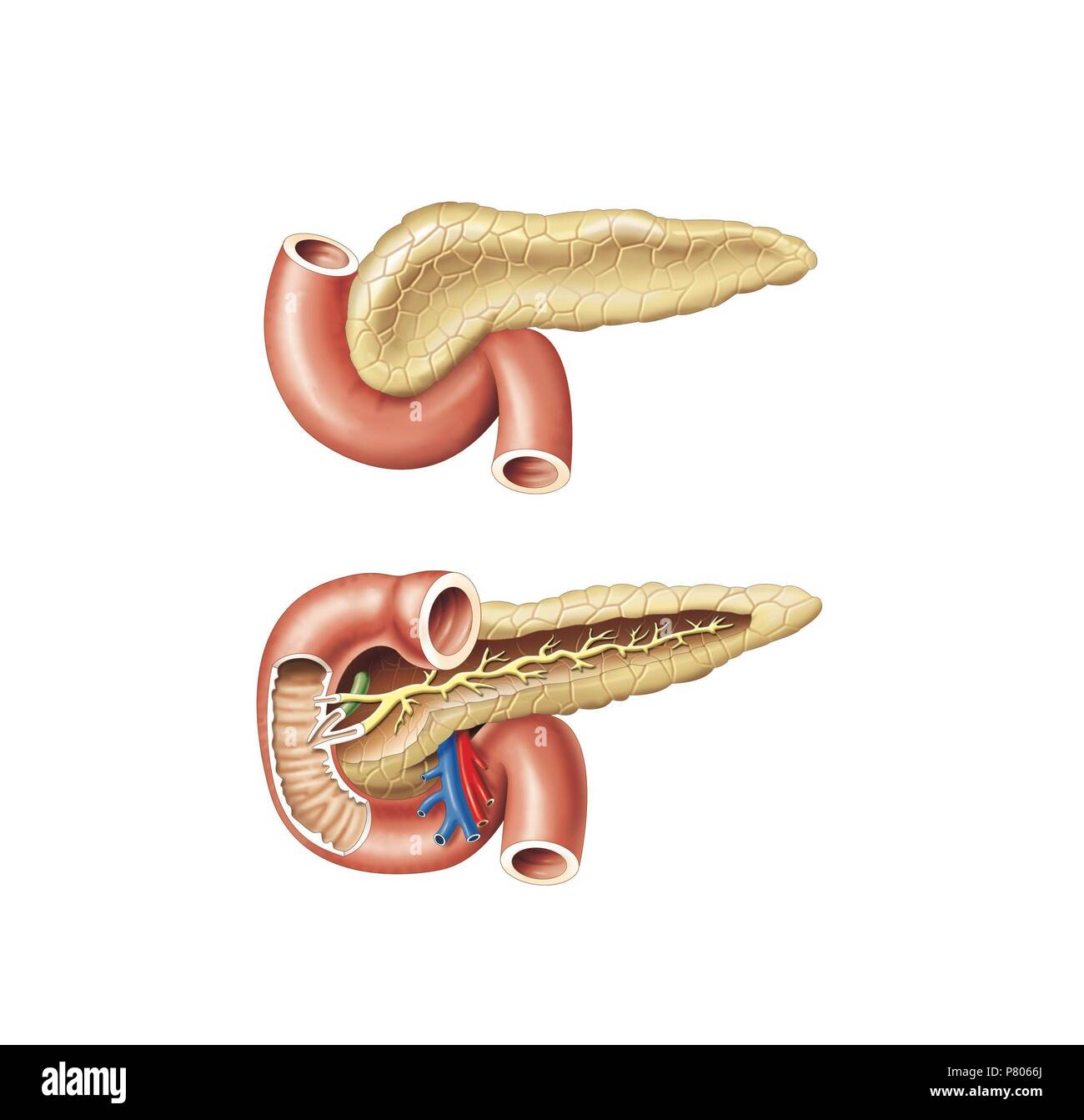 Human gross anatomy Cut Out Stock Images & Pictures - Alamy