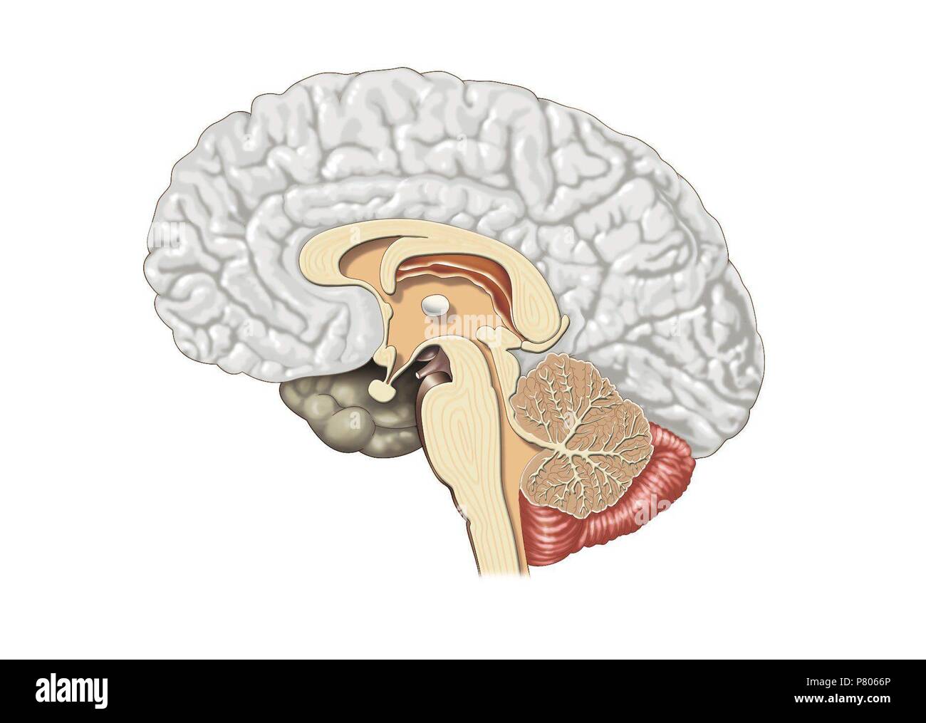 Internal structure of the brain Stock Photo - Alamy