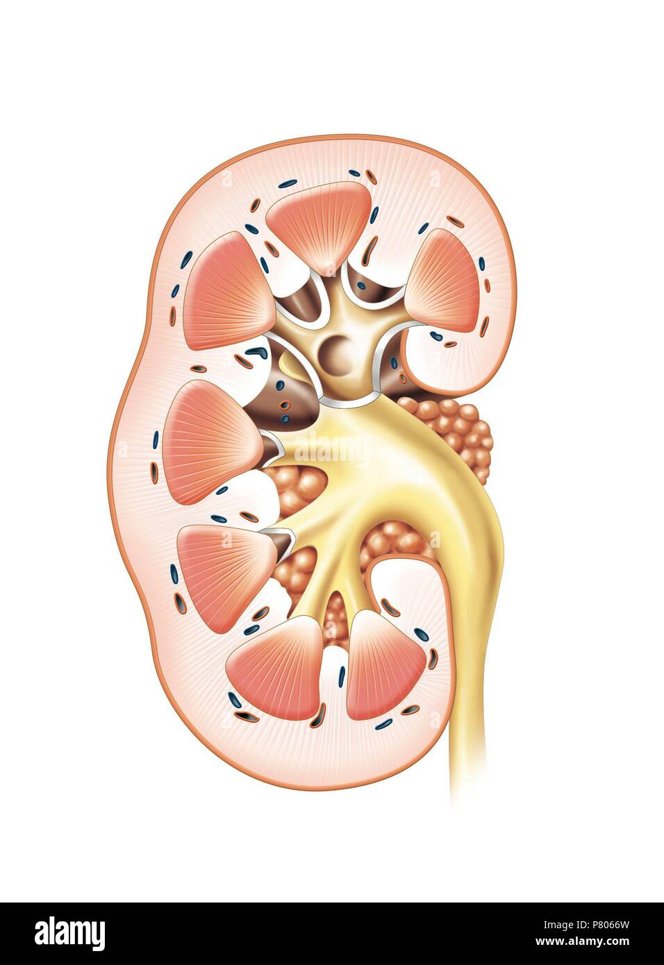 Kidney structure hi-res stock photography and images - Alamy